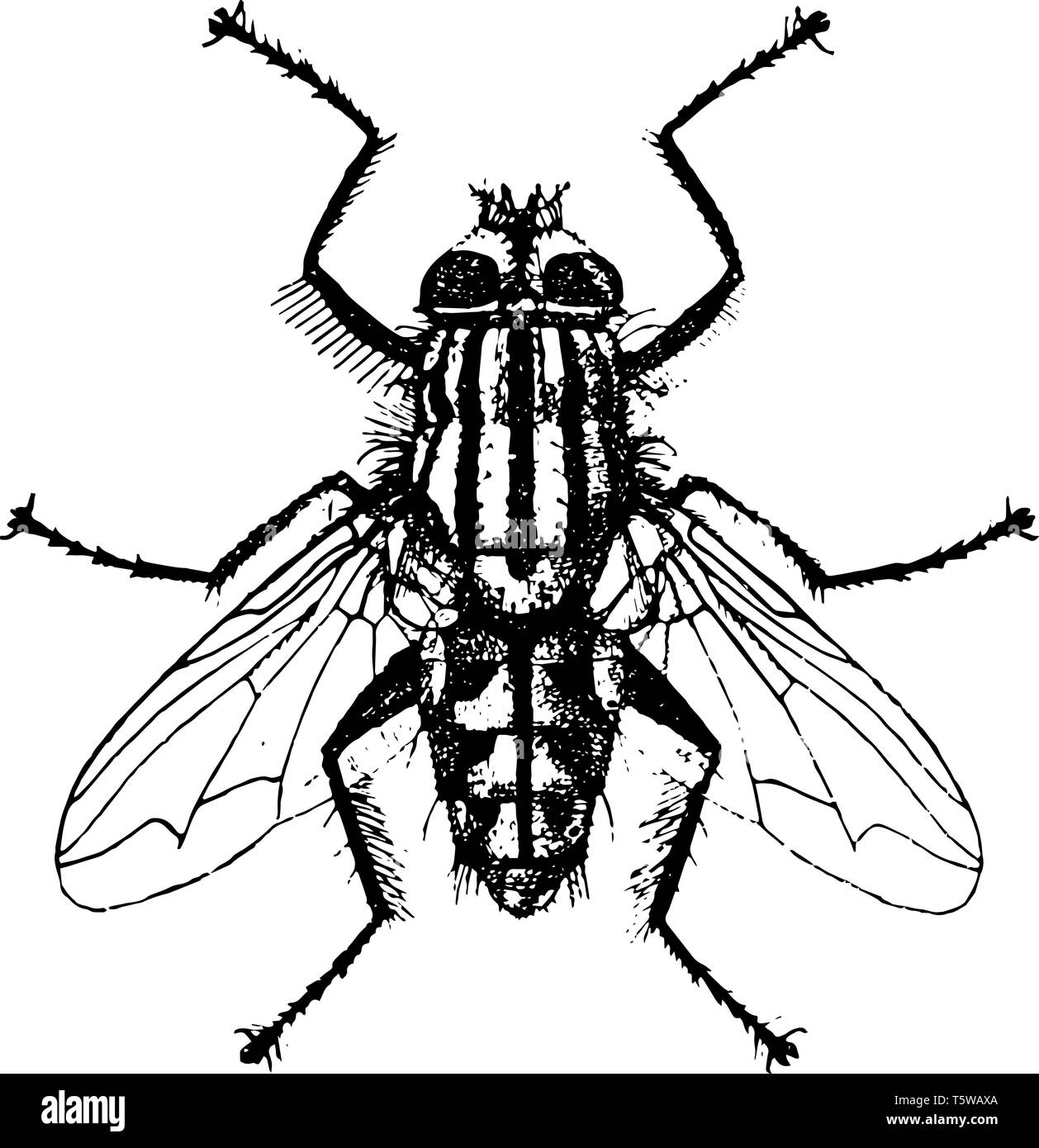 Flesh Fly is in the family Sarcophagidae vintage line drawing or ...