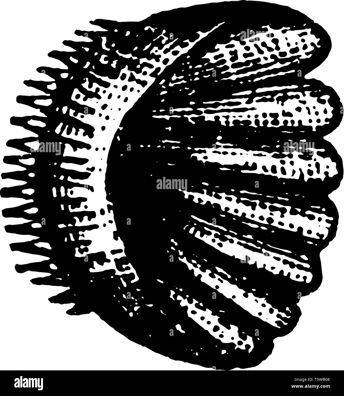 Engraved scale illustration Stock Vector Images - Alamy