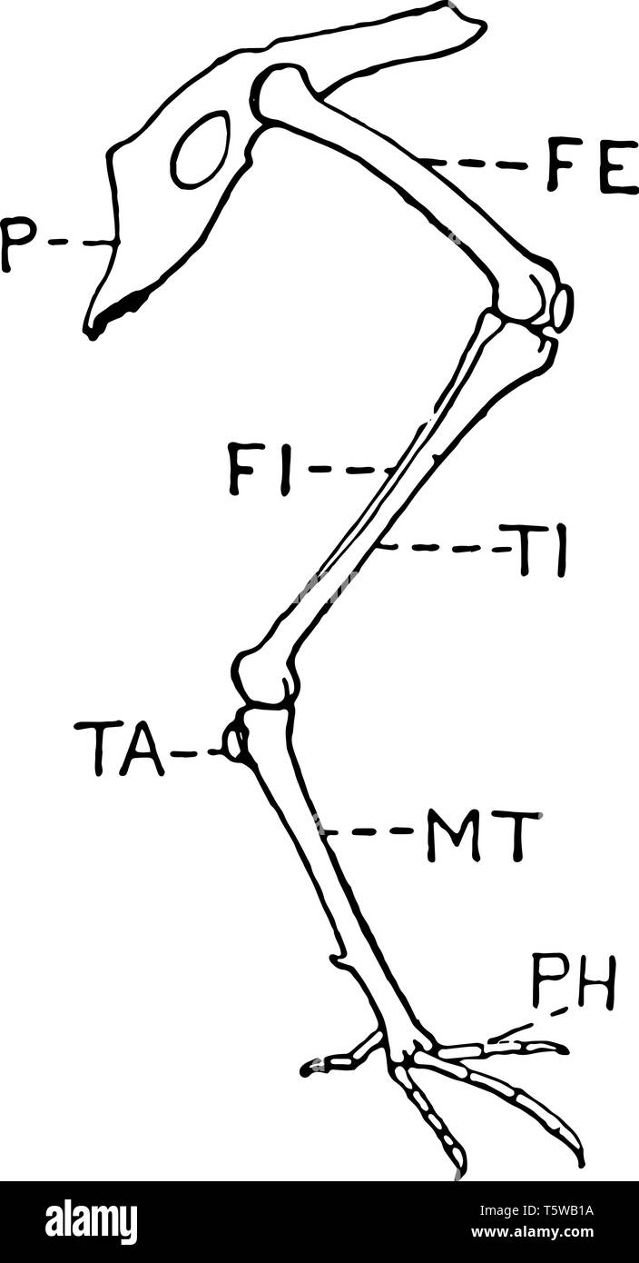 This diagram represents Leg of Bird, vintage line drawing or engraving ...