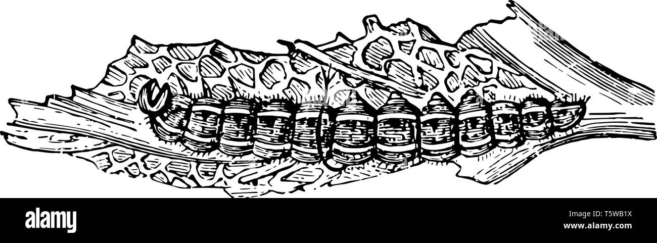 Weaves band Stock Vector Images - Alamy