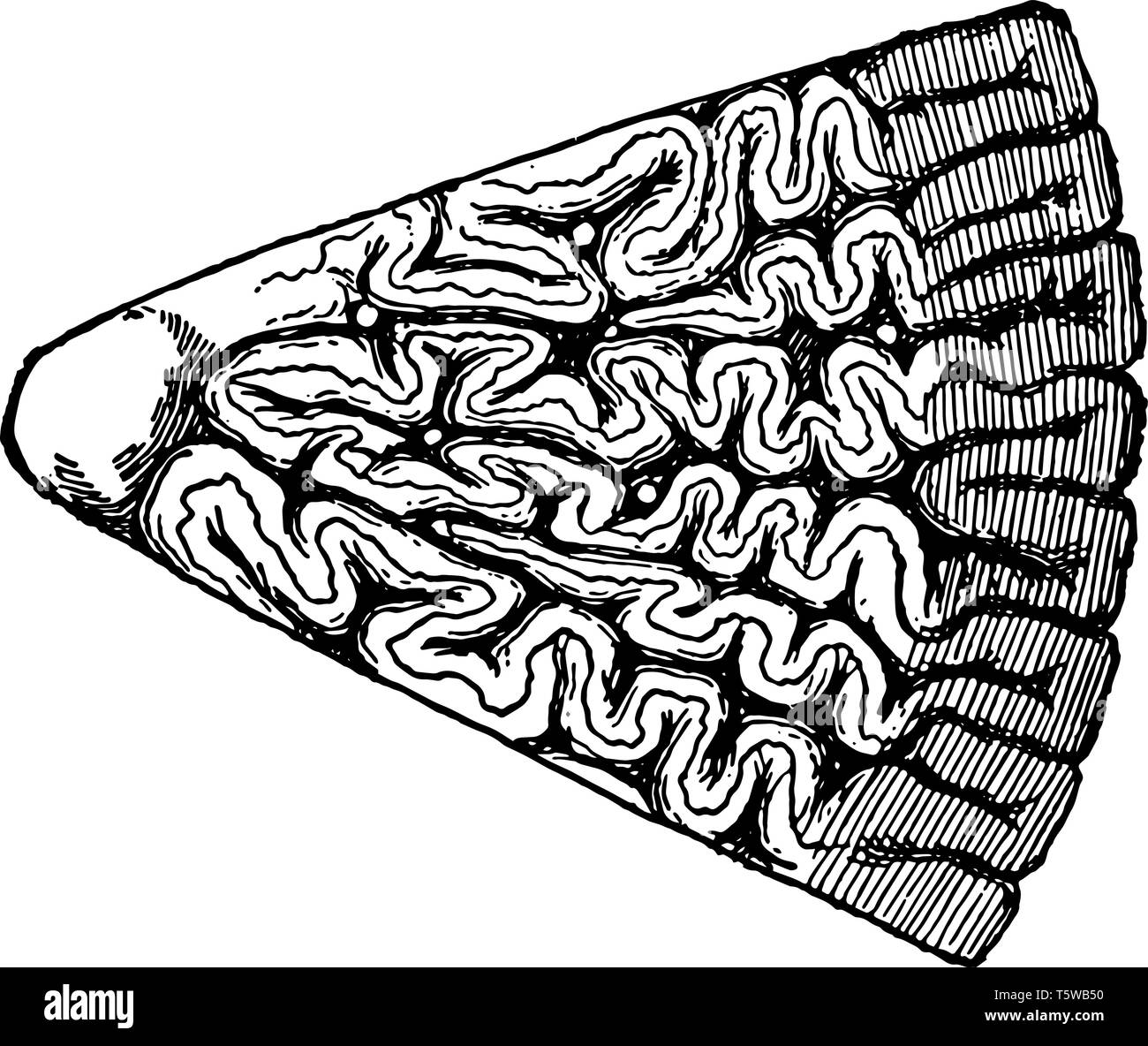 This illustration shows section of Tooth of Typical Labyrinthodont ...