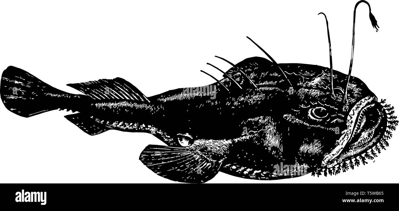 Anglerfish are the members of the order Lophiiformes vintage line ...