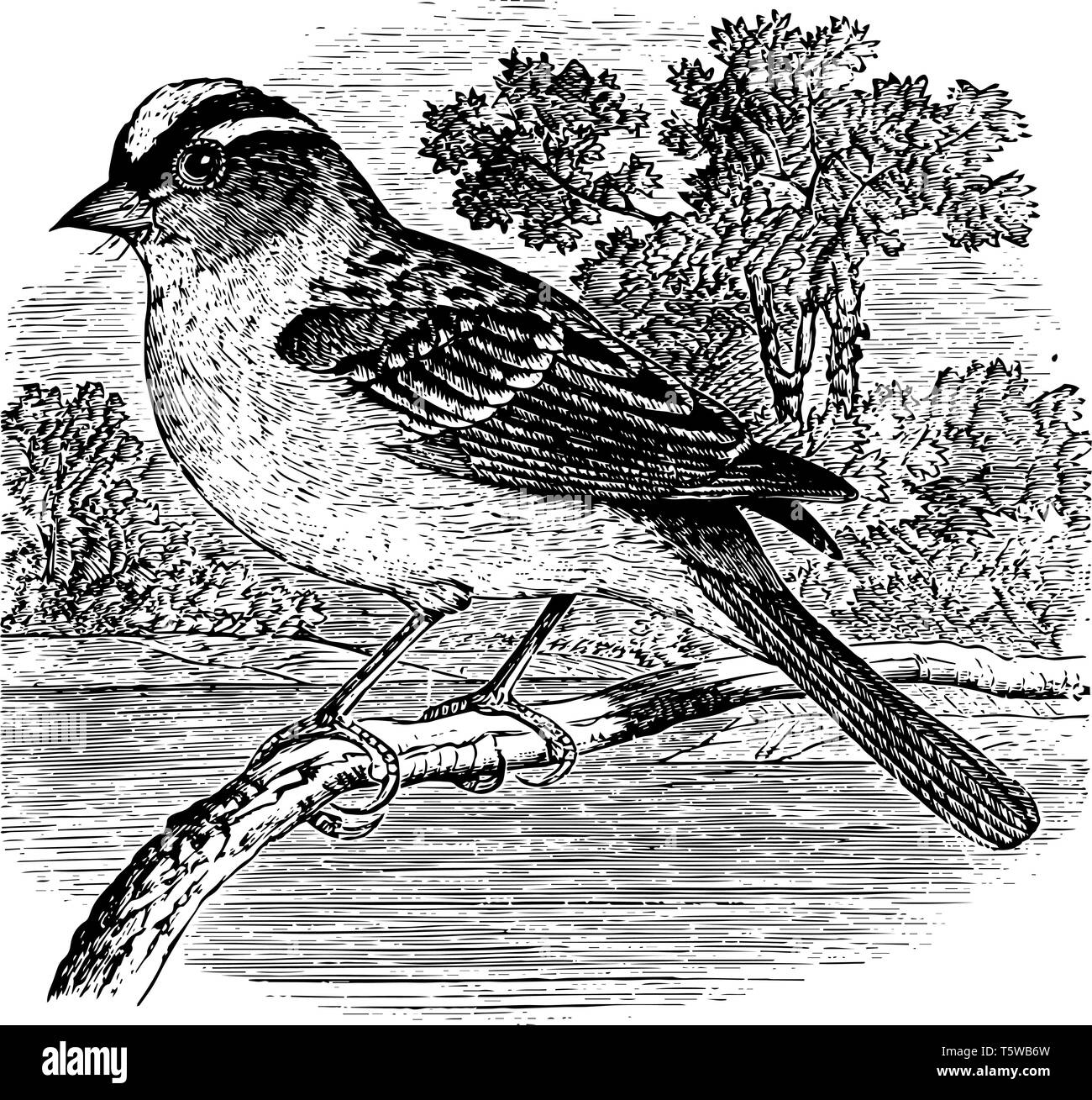 This illustration represents White crowned Sparrow vintage line drawing ...
