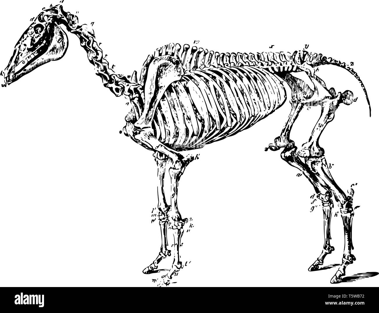 Sus genus Stock Vector Images - Alamy