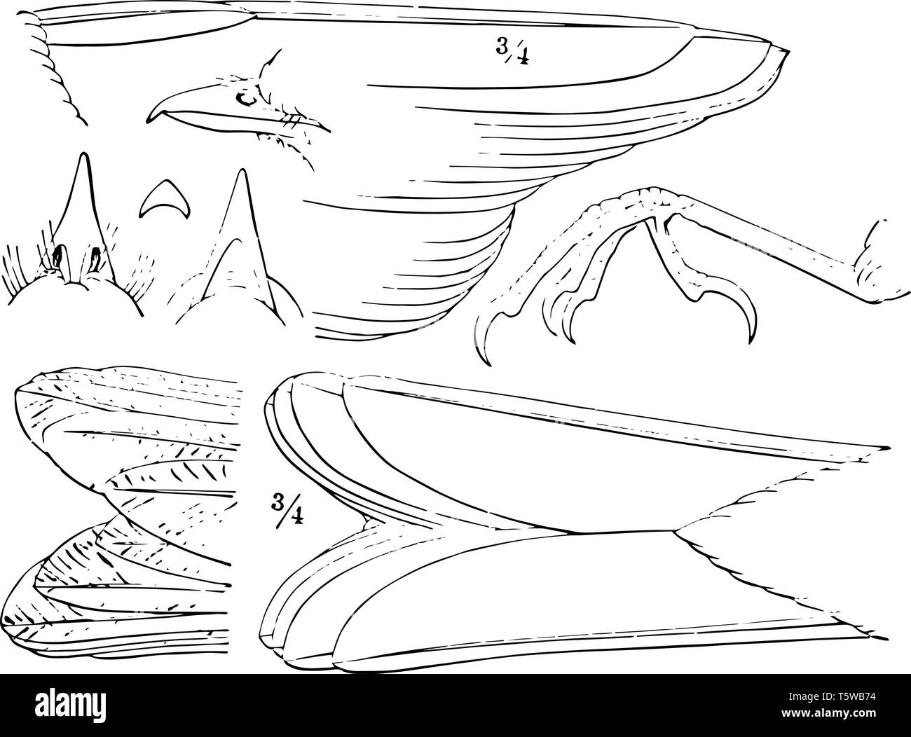 Thrush vector vectors hi-res stock photography and images - Alamy