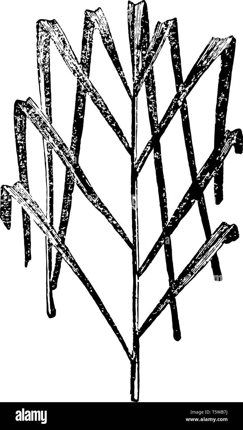 A picture of palm leaflet which are straight and then bending downwards ...