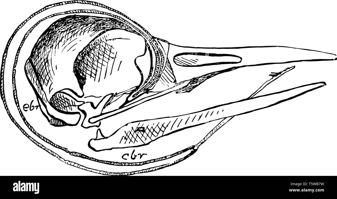 Fore end Stock Vector Images - Alamy