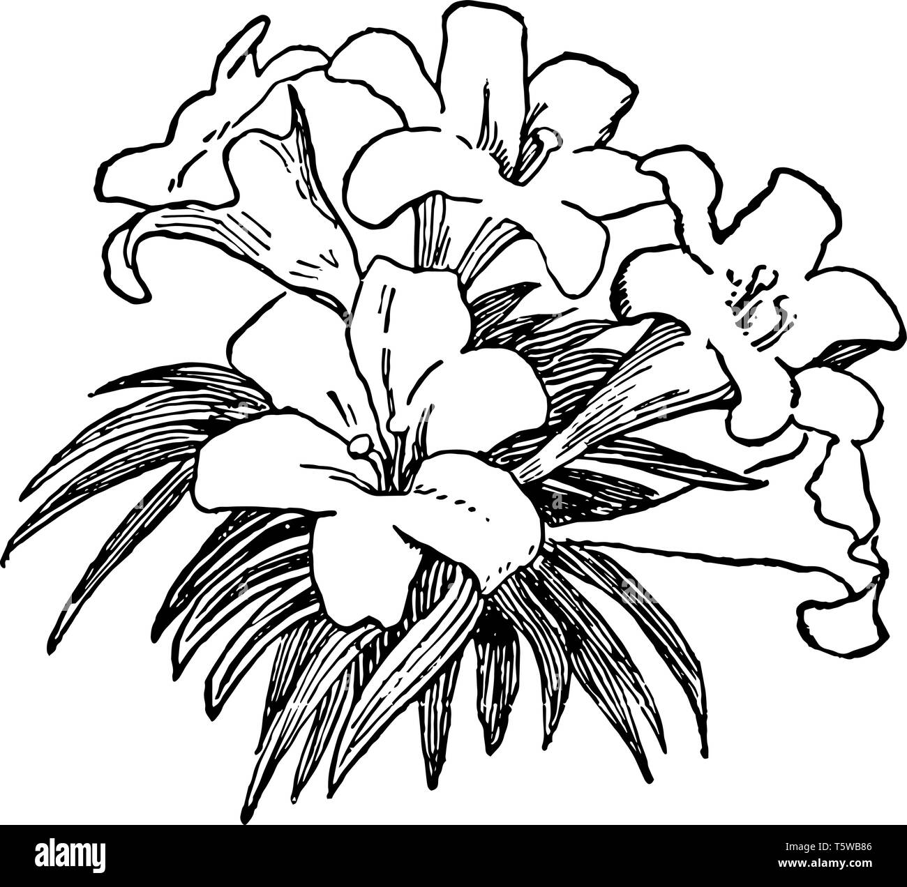 Plants in large garden Black and White Stock Photos & Images - Alamy