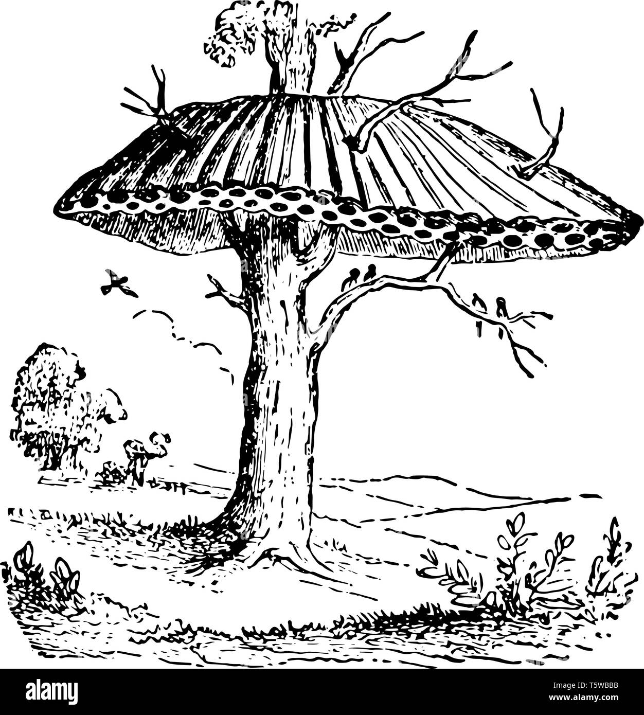 Nest of Sociable or Republican Birds which instigated by affection for ...