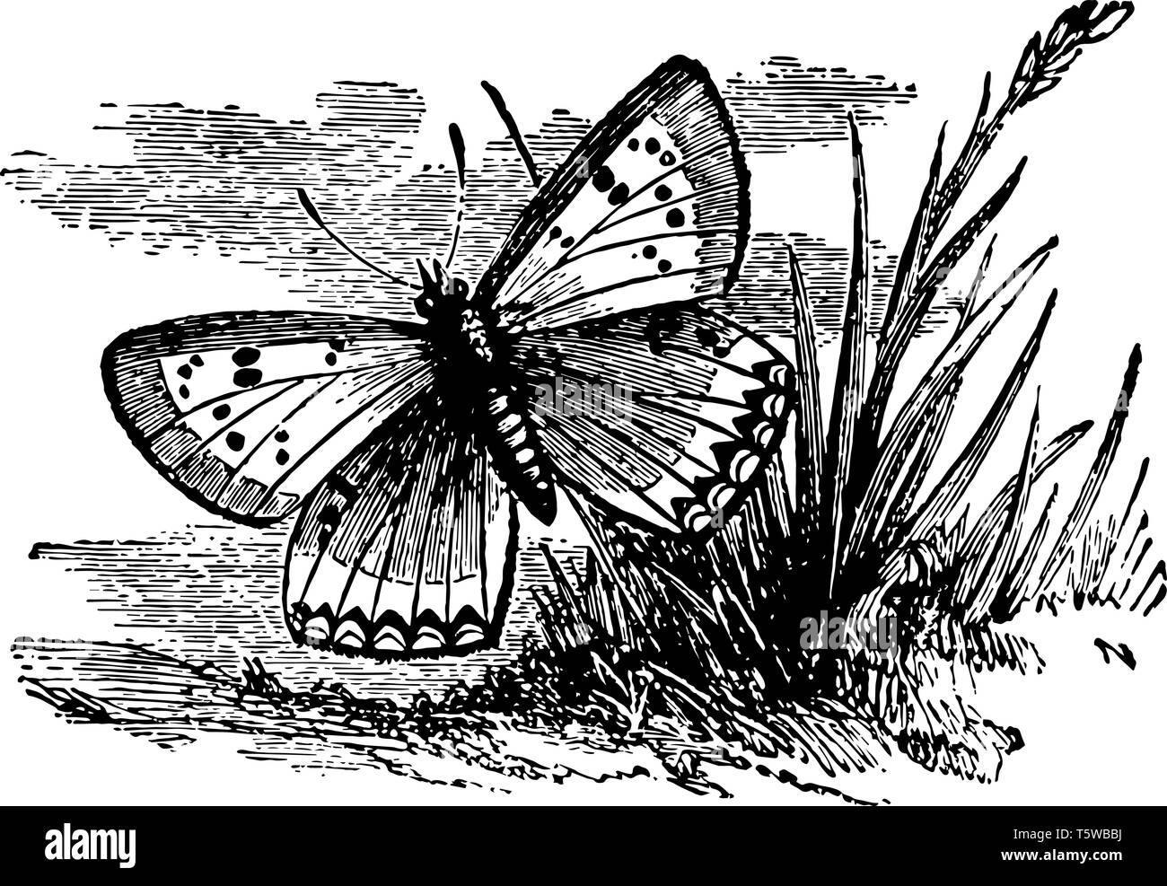 Small Copper which are very common from the end of May until late in ...