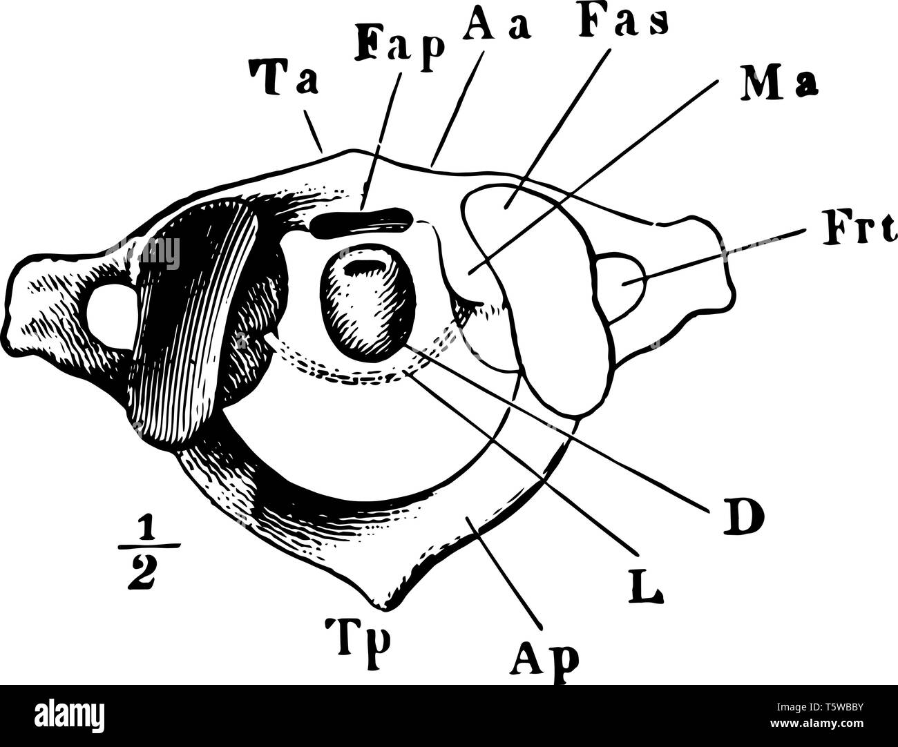 Atlas vertebra hi-res stock photography and images - Alamy