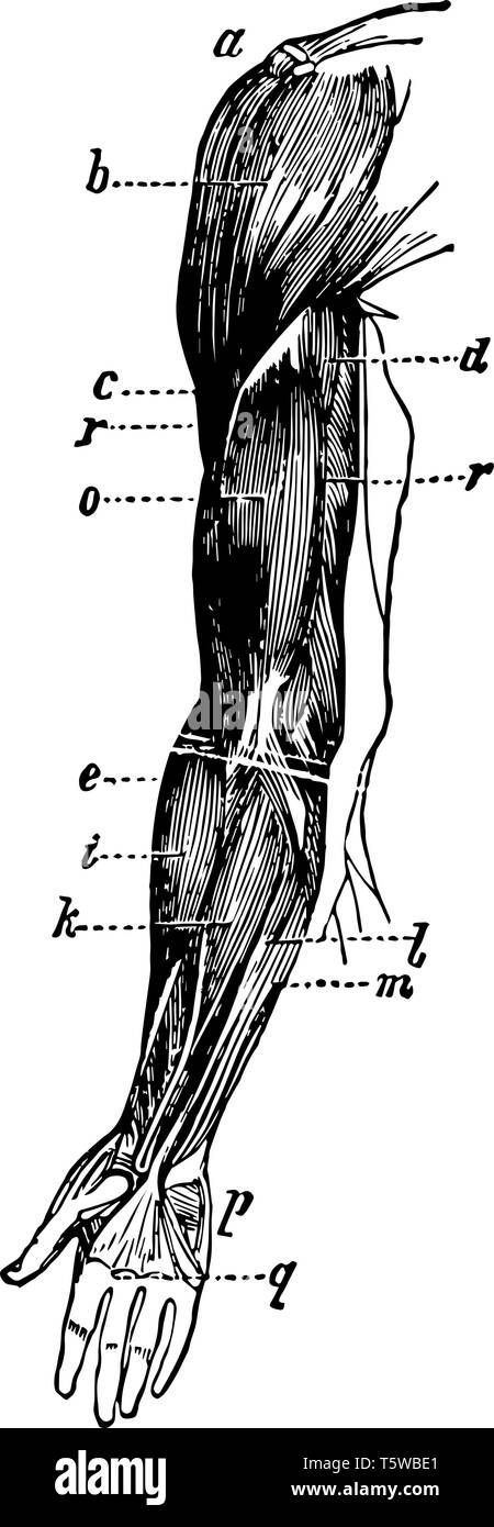 This illustration represents Arm Muscles vintage line drawing or ...