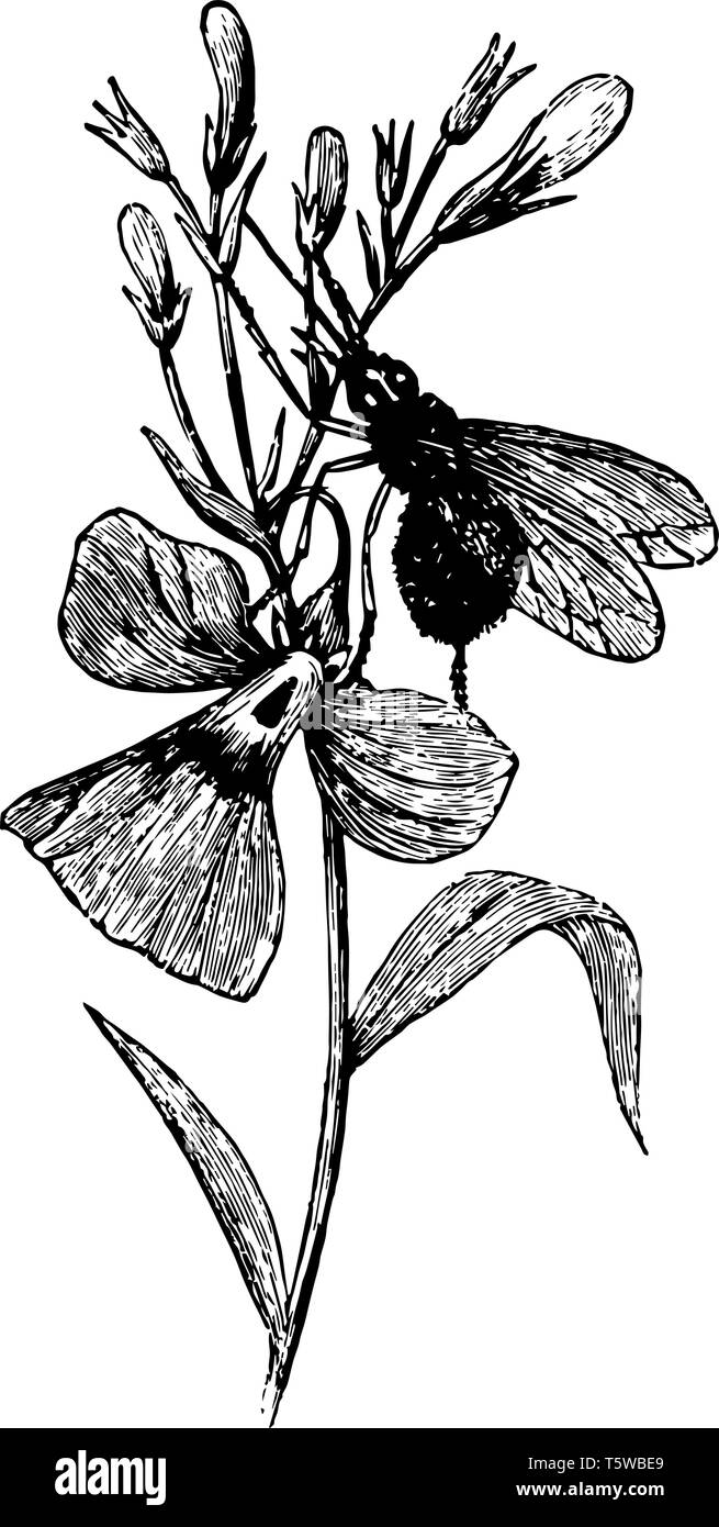 Bombylius Major may be recognized by the elegant fur vintage line ...