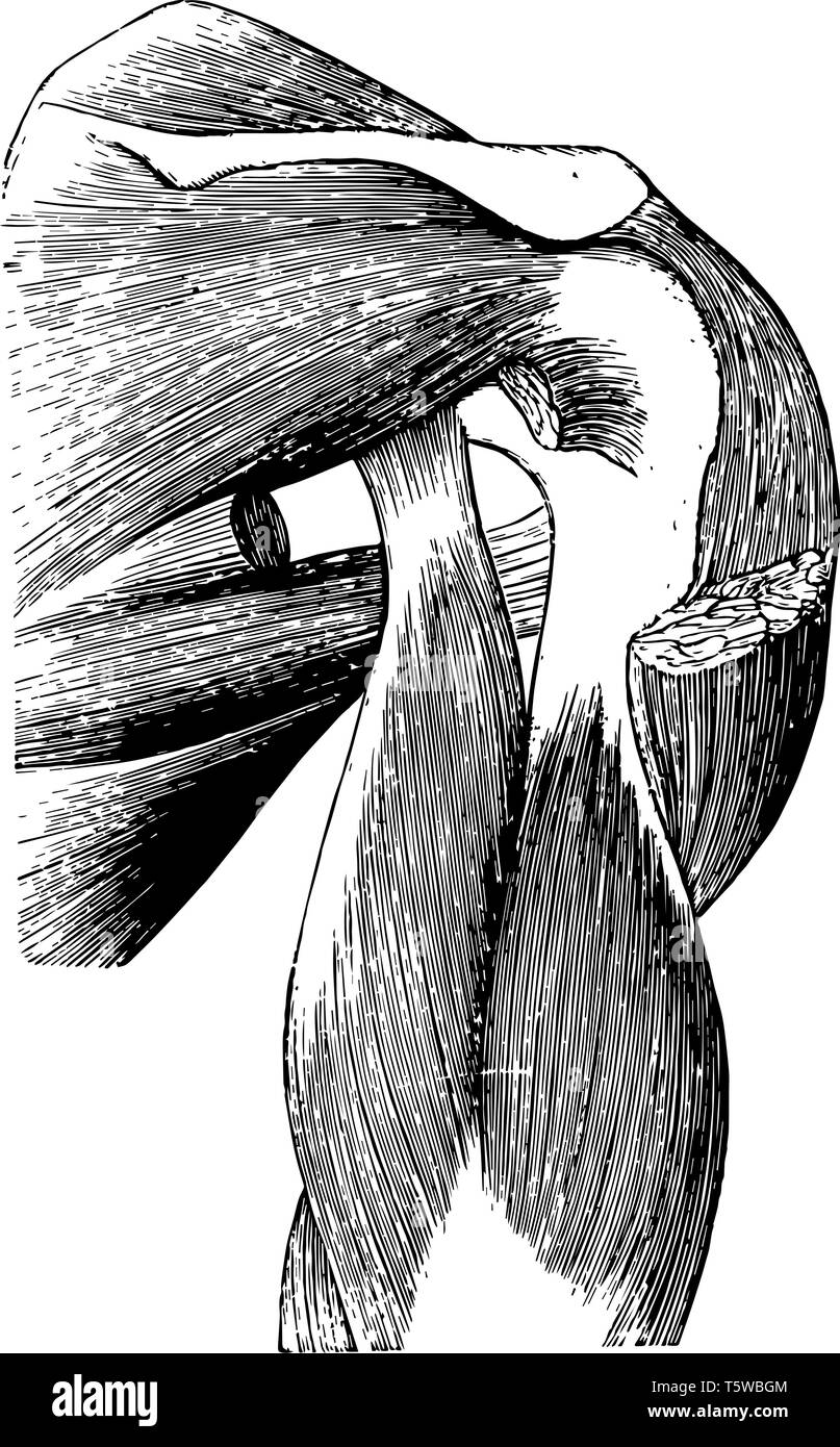 This illustration represents Muscles of the Back and Shoulder vintage ...