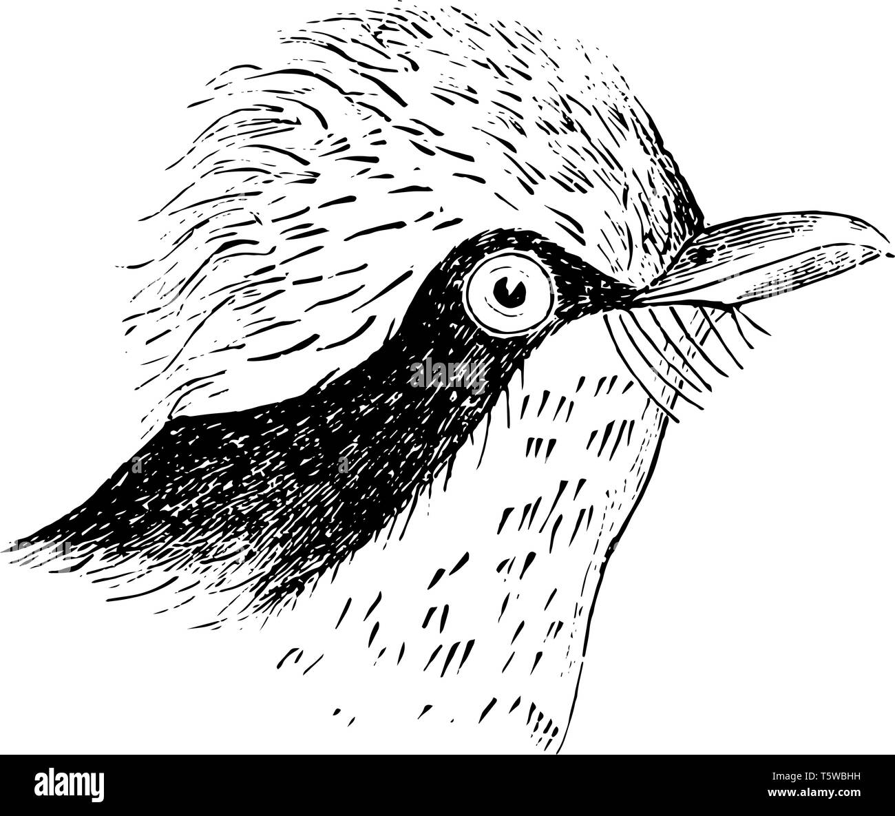 This image represents Vermilion Flycatcher vintage line drawing or ...