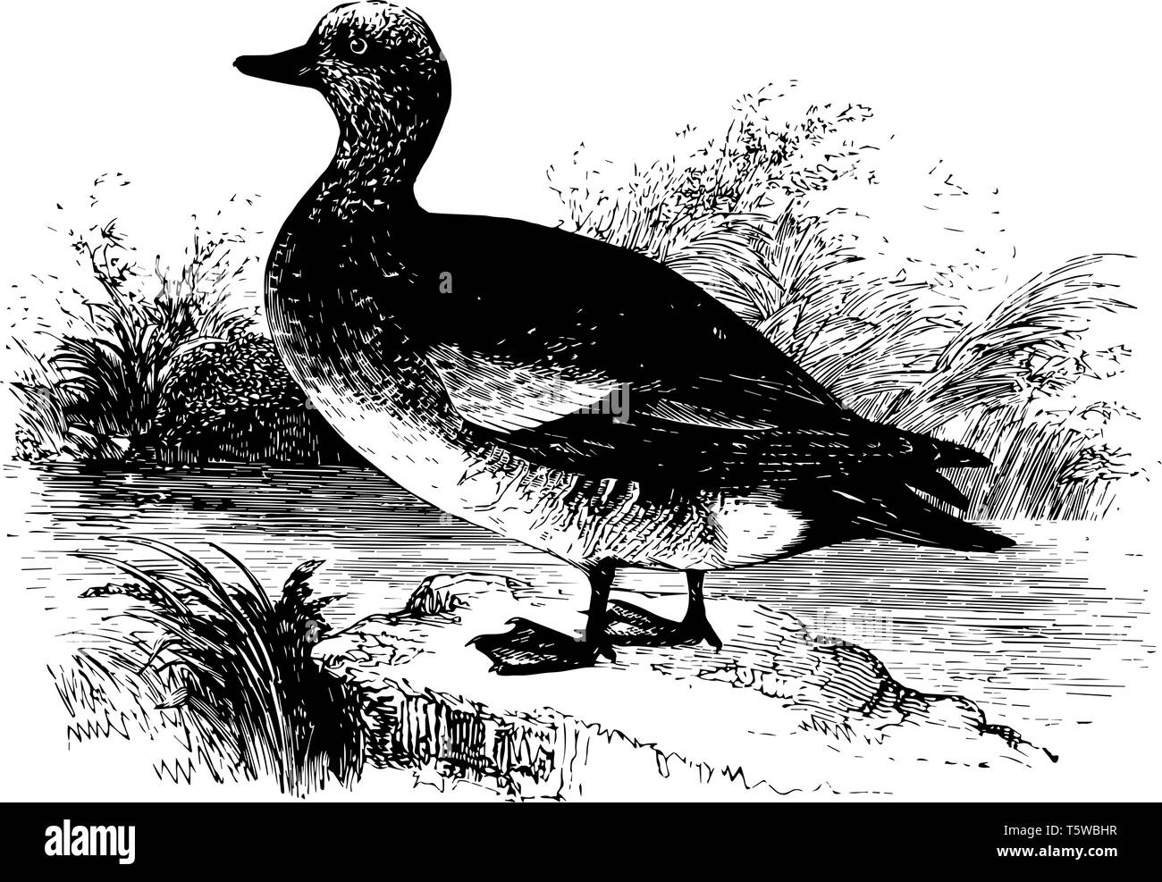 American widgeon Stock Vector Images - Alamy