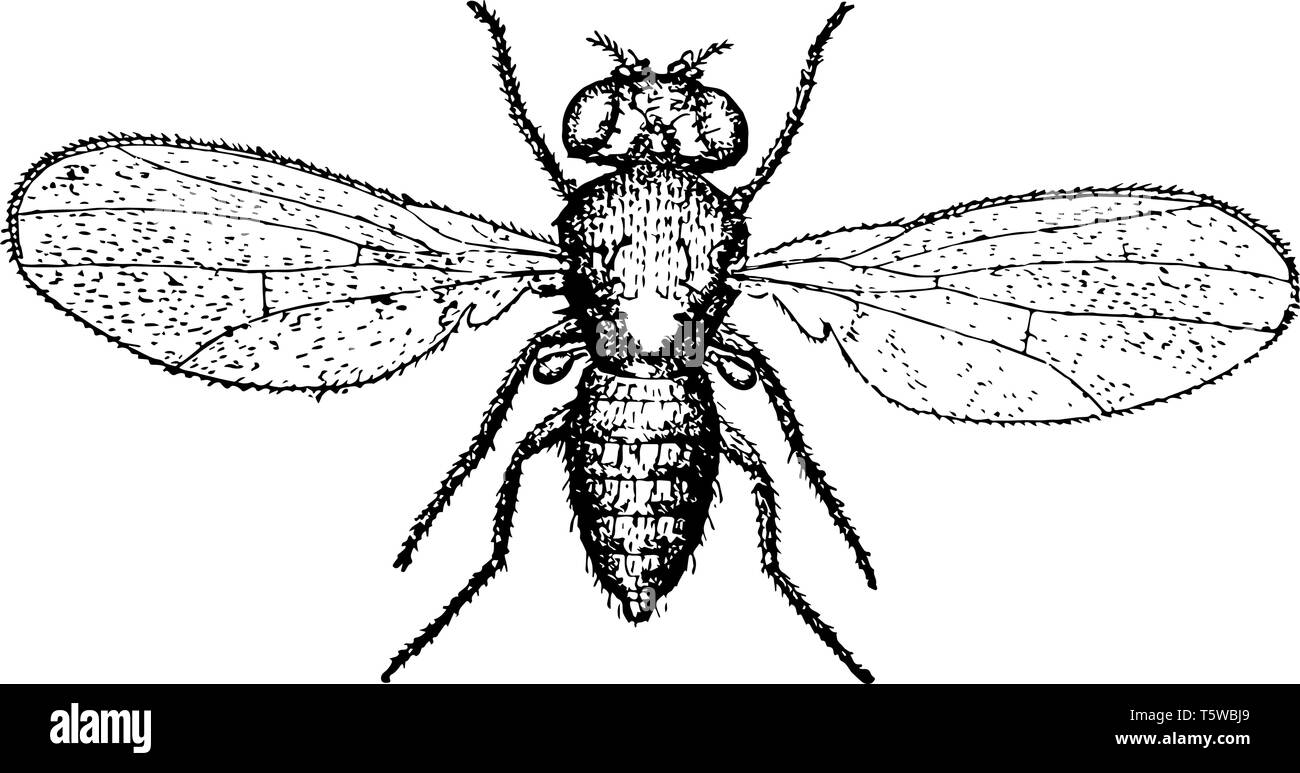 Pomace flies Black and White Stock Photos & Images - Alamy