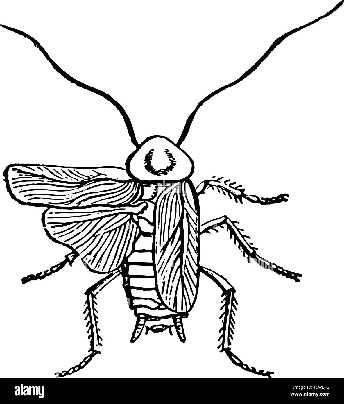 Cockroach which is hides in the cracks of walls or against the hinges ...