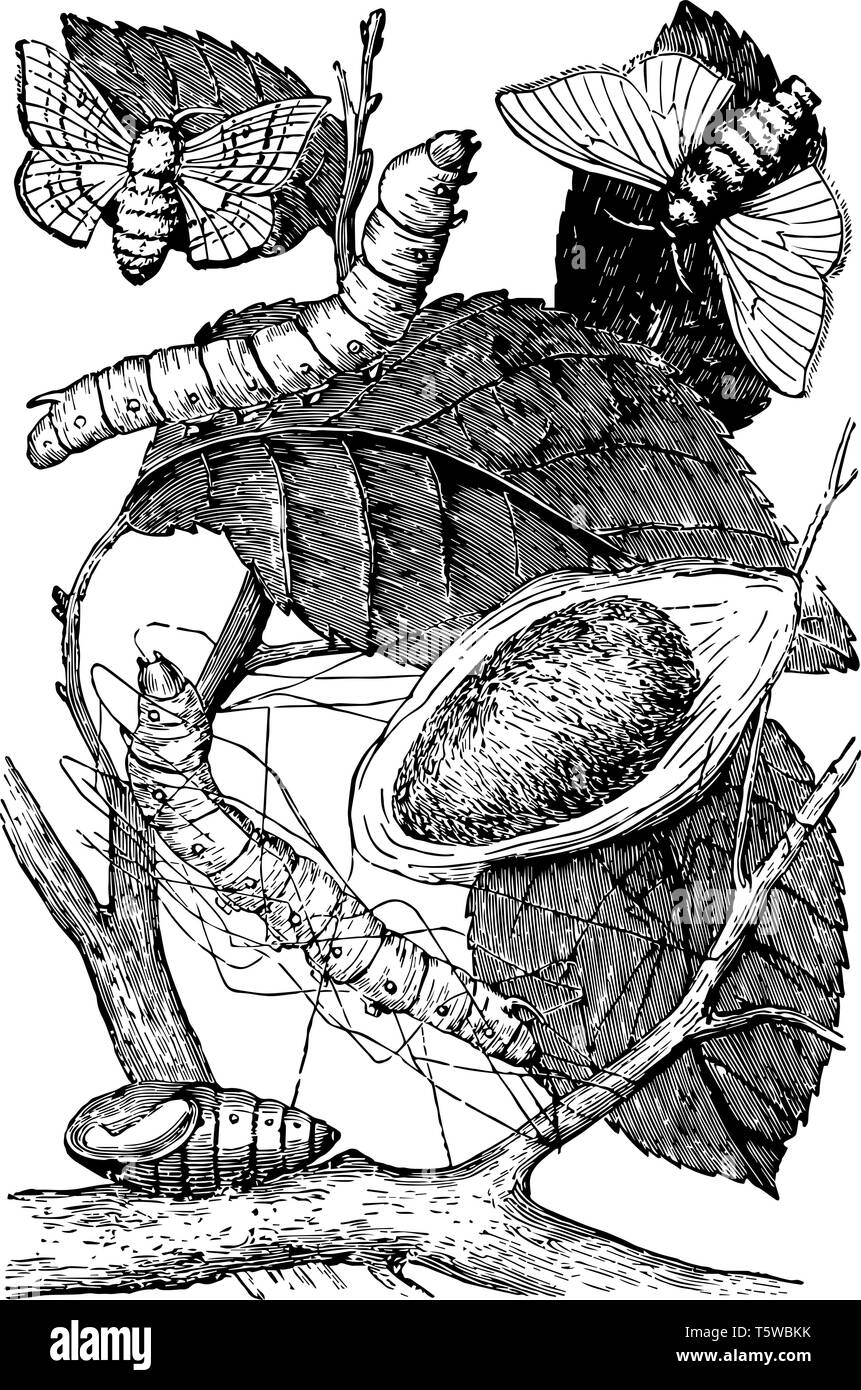 Silkworm Black and White Stock Photos & Images - Alamy