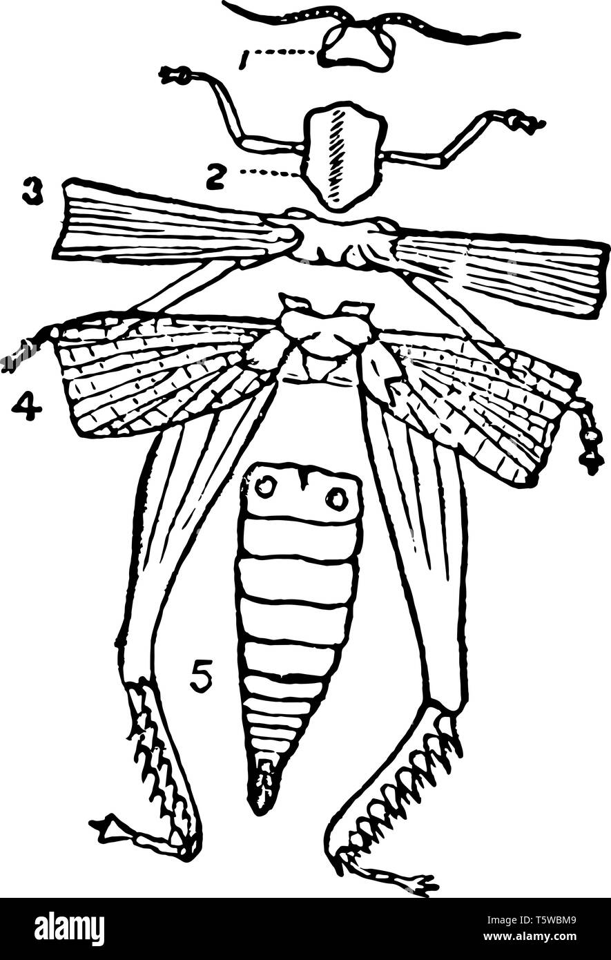 Diagram of the External Structure of an Insect in which the head ...