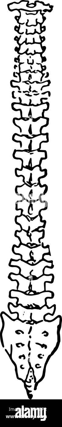 Line backbone hi-res stock photography and images - Alamy