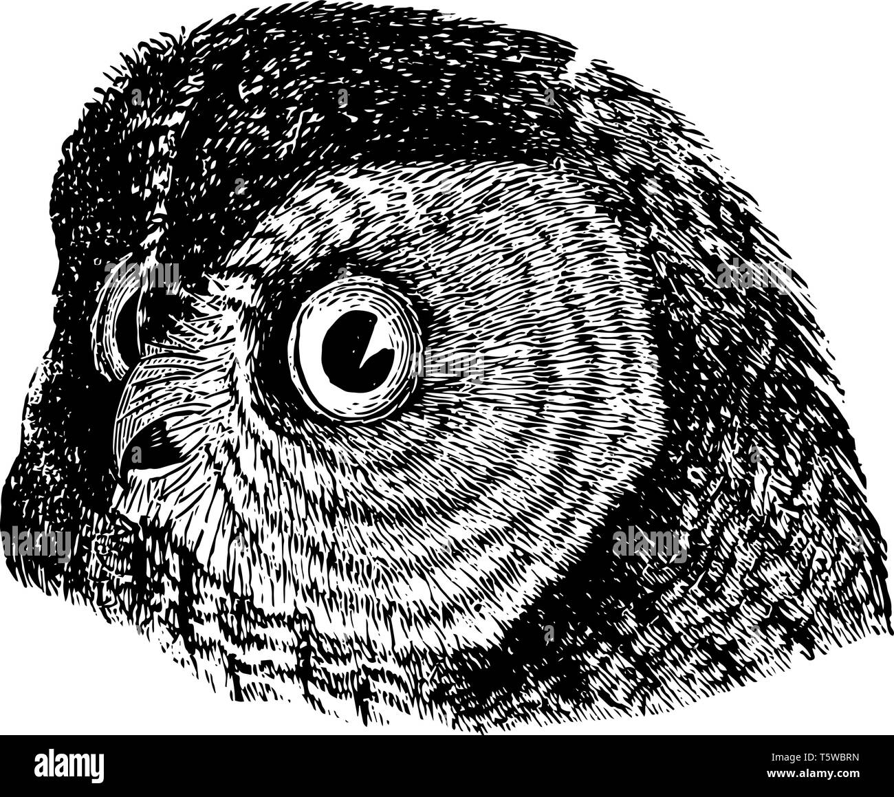 This image represents Barred Owl vintage line drawing or engraving ...