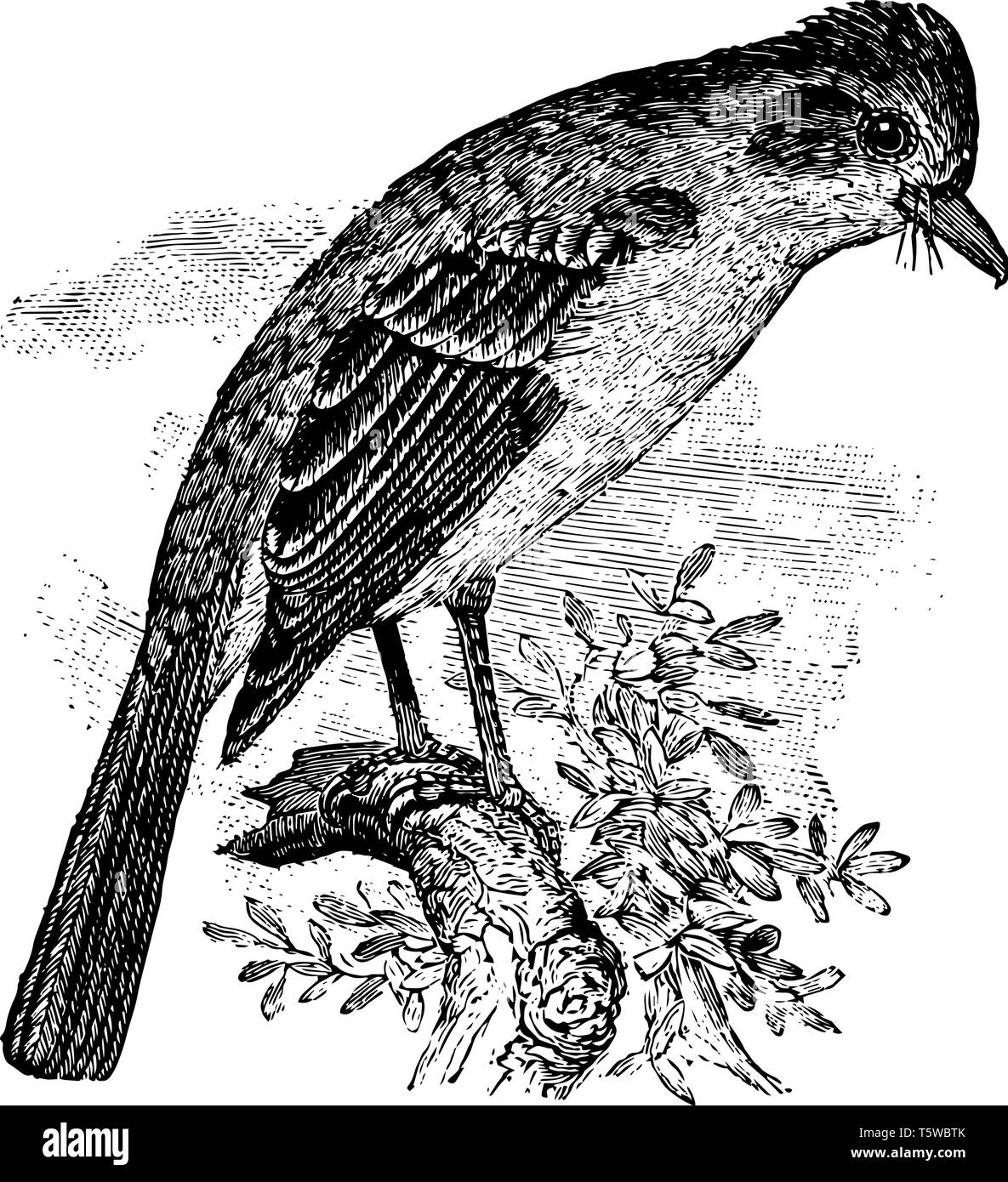 This illustration represents Ash throated Flycatcher vintage line ...