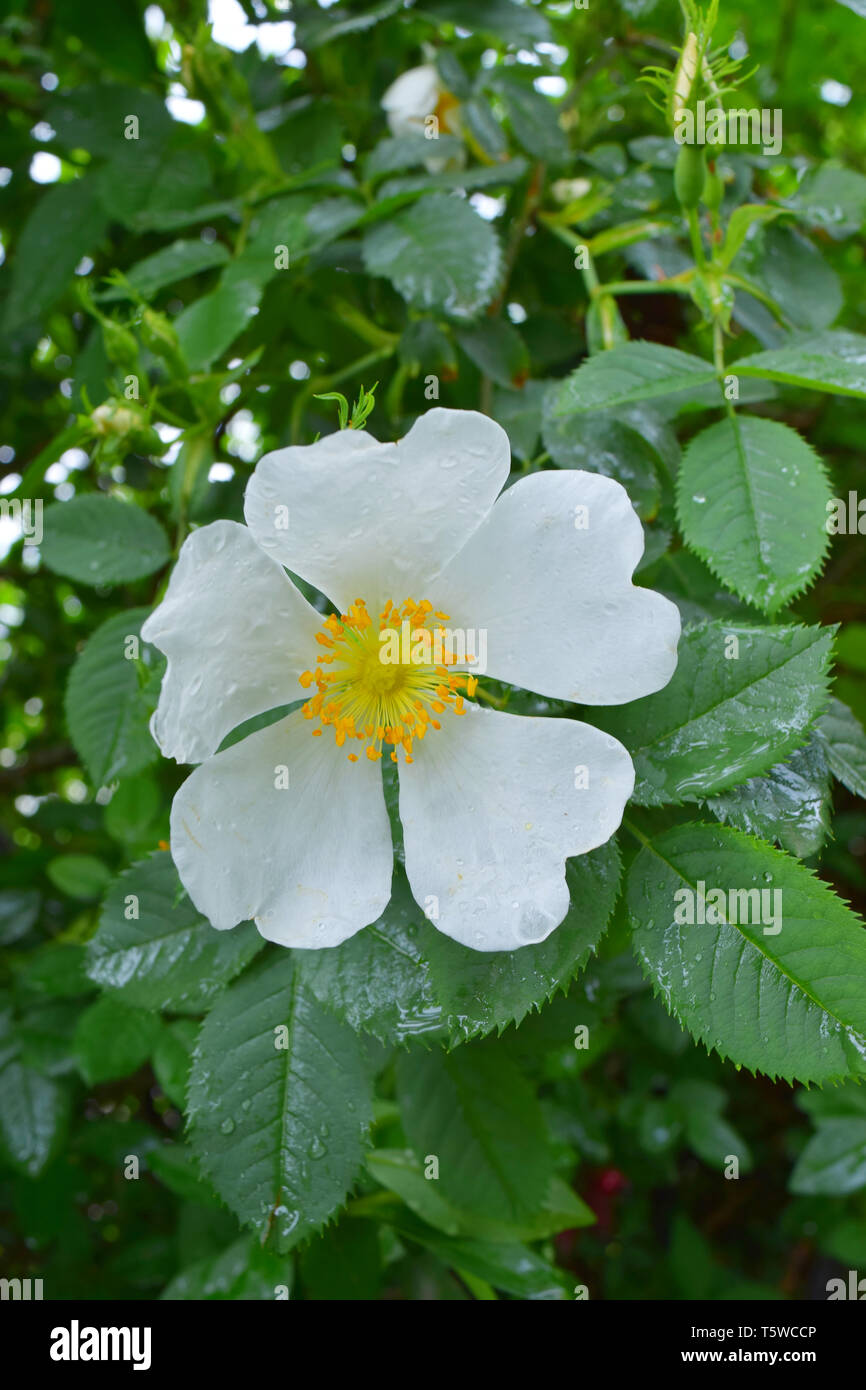 White wild rose hi-res stock photography and images - Alamy