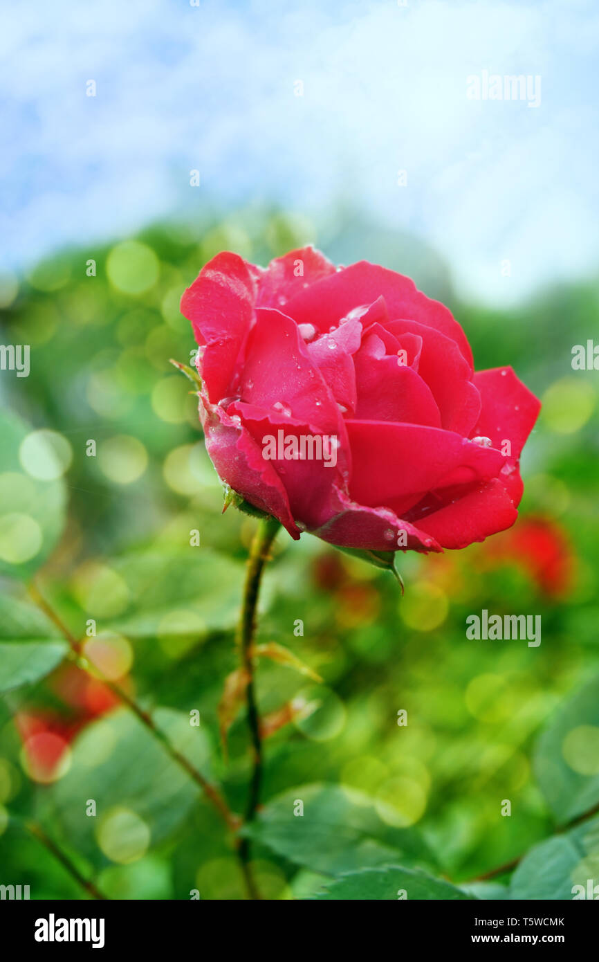 Dew on red rose hi-res stock photography and images - Alamy