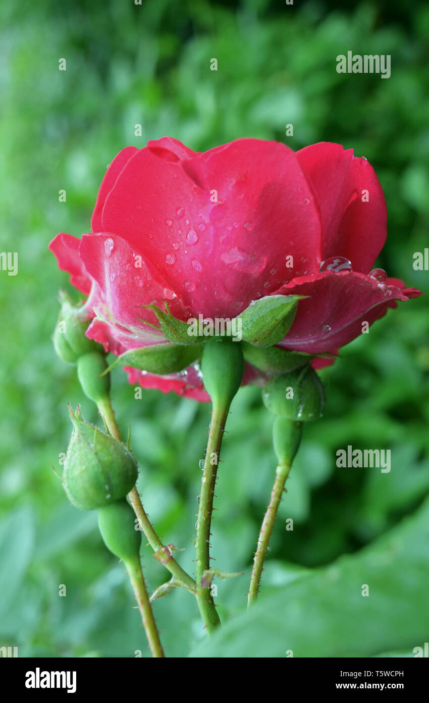 Dew on red rose hi-res stock photography and images - Alamy