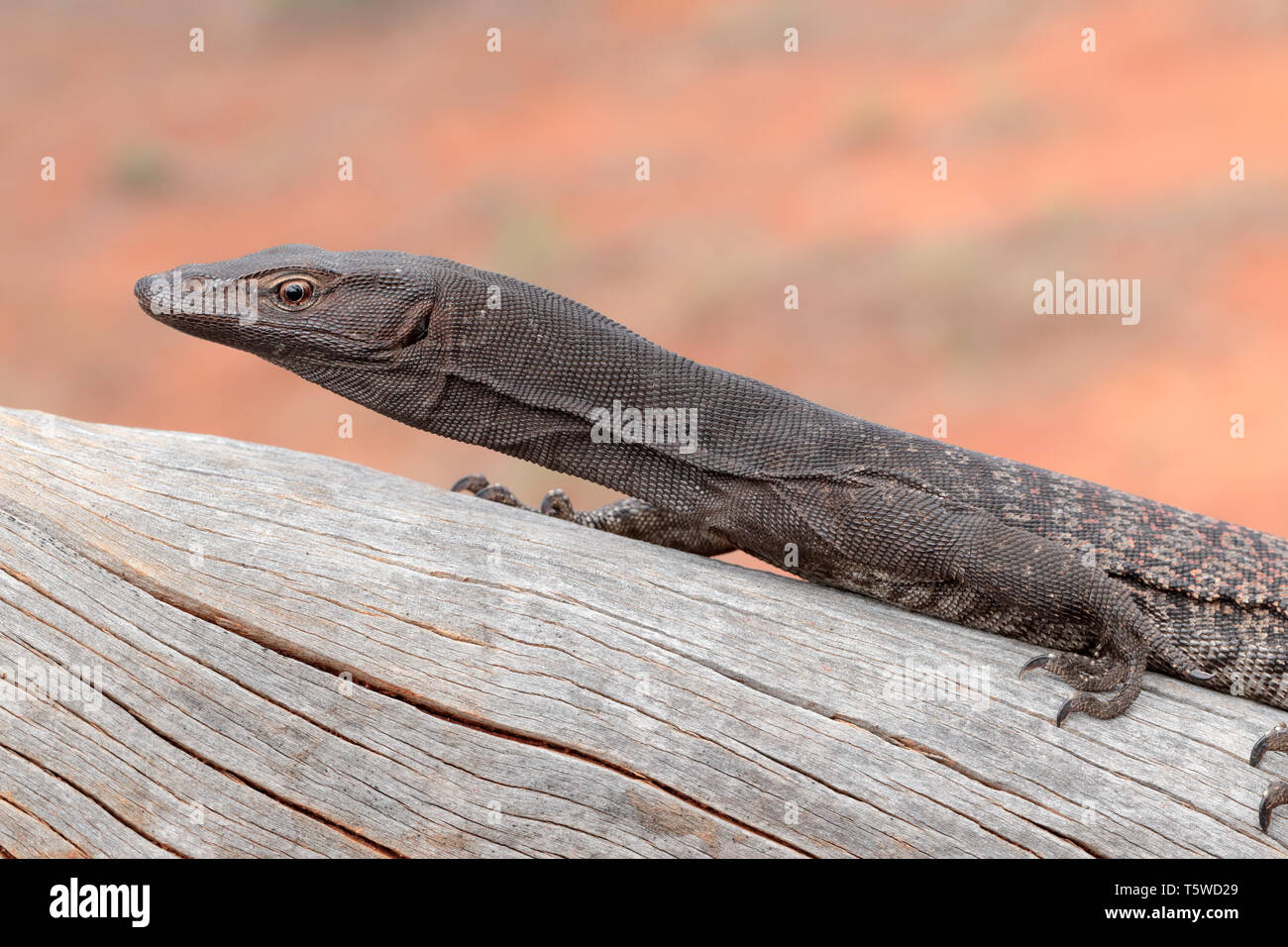 Black headed goanna hi-res stock photography and images - Alamy