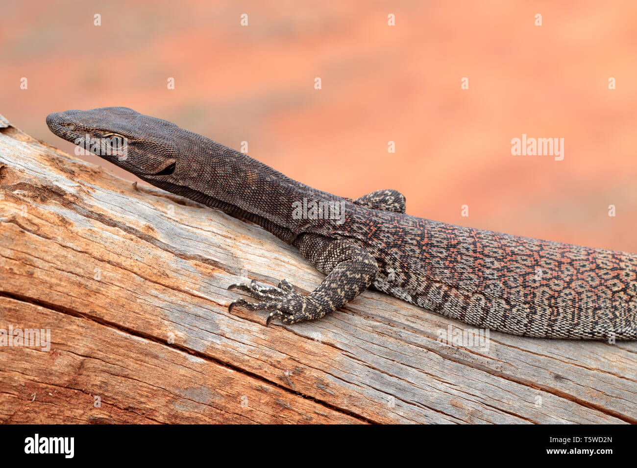 Black headed monitor hi-res stock photography and images - Alamy