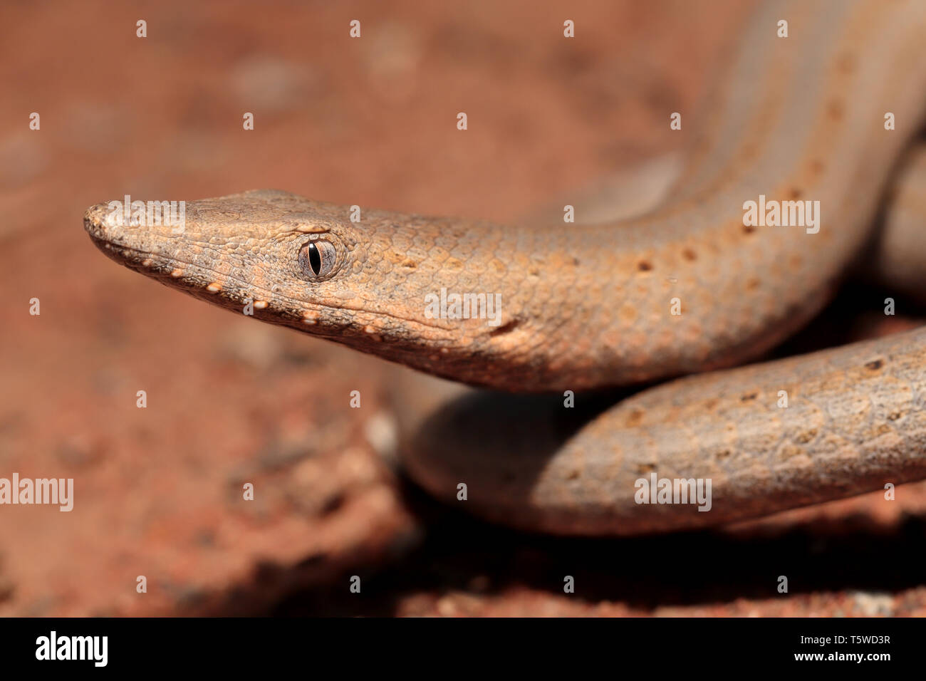 Burton's Legless Lizard Stock Photo - Alamy