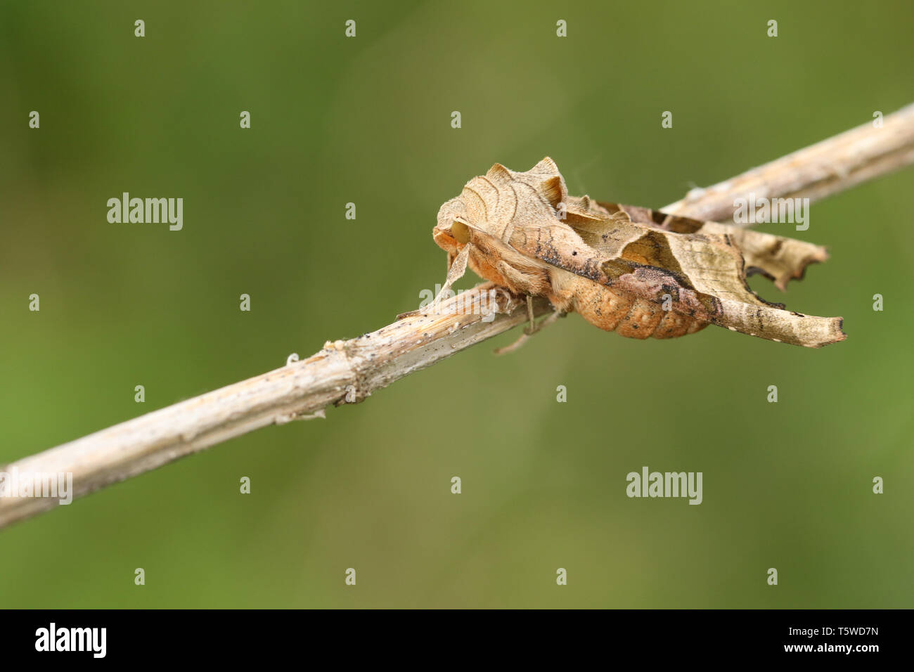A pretty Angle Shades Moth, Phlogophora meticulosa, resting on the stem ...
