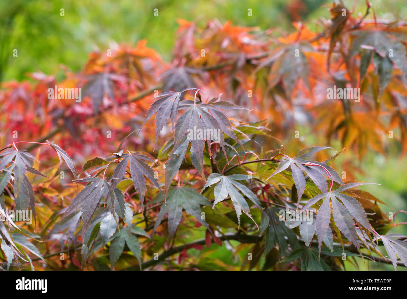 Acer palmatum vandermoss red hi-res stock photography and images - Alamy