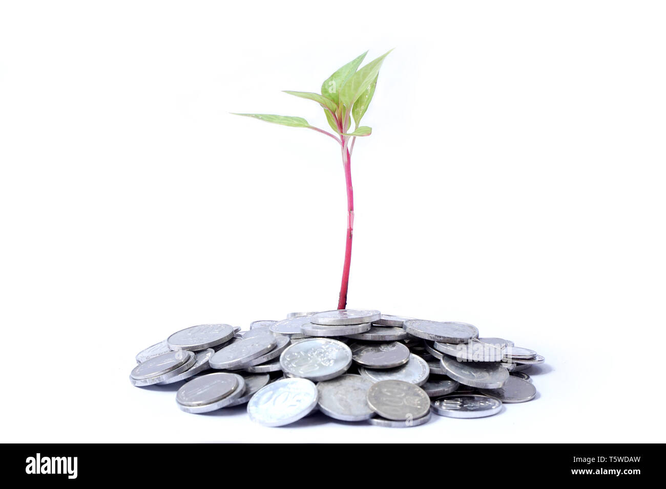 Growing plant on coins isolated on white background and a little soil ...