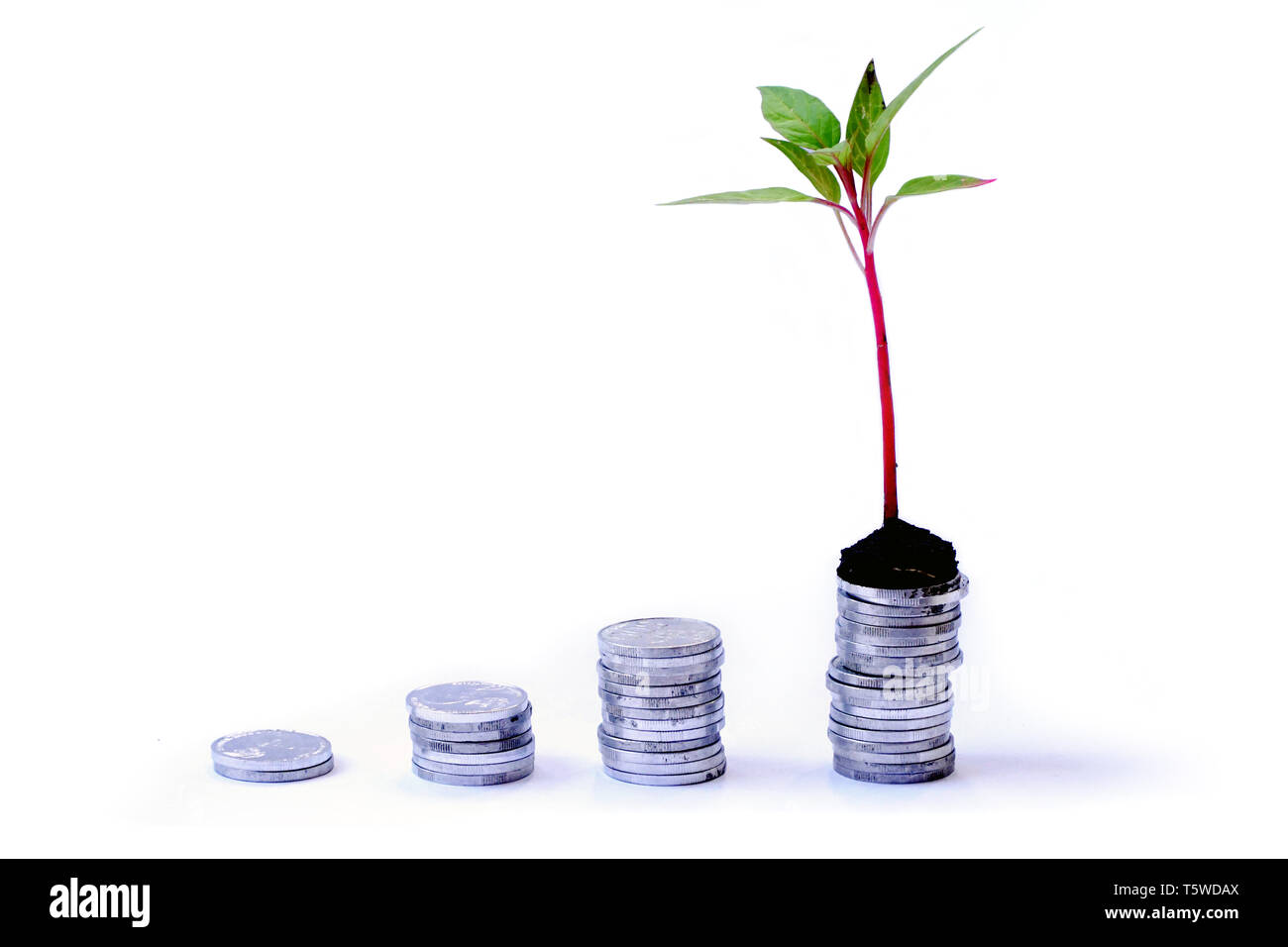 Growing plant on coins isolated on white background and a little soil ...