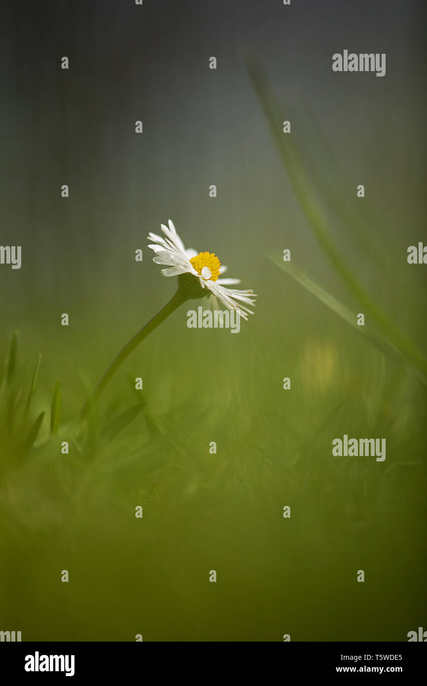 Goose flower hi-res stock photography and images - Alamy