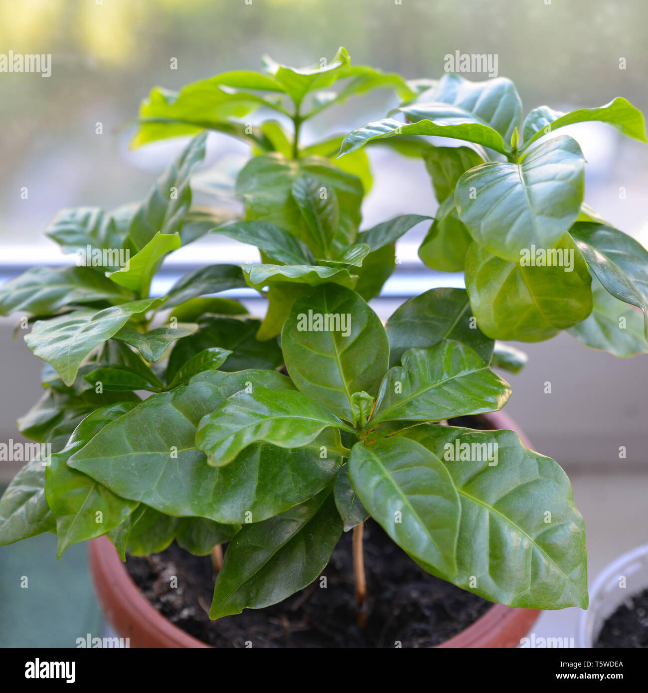 Natural fresh arabica coffee tree plant with green leaves closeup in ...