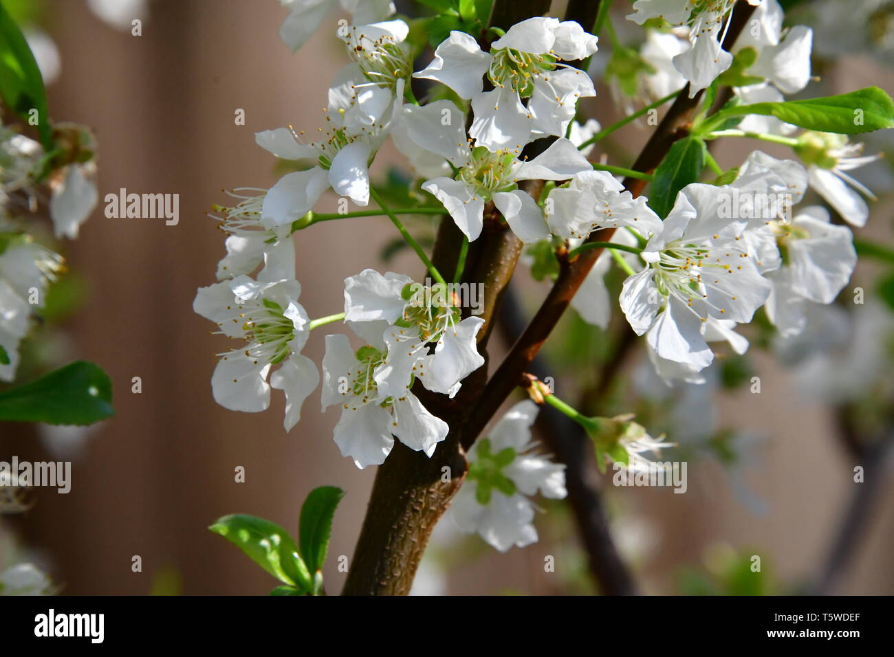 Plum Tree Flowers Stock Photo - Alamy