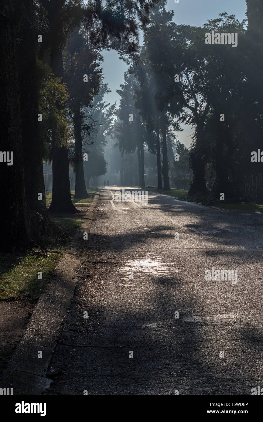 Two people walking down a shadowy street lined with tall trees image ...