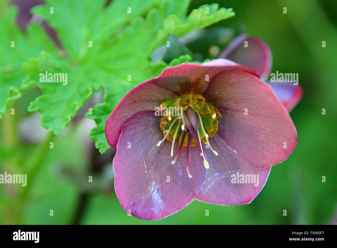 Tibetan hellebore hi-res stock photography and images - Alamy