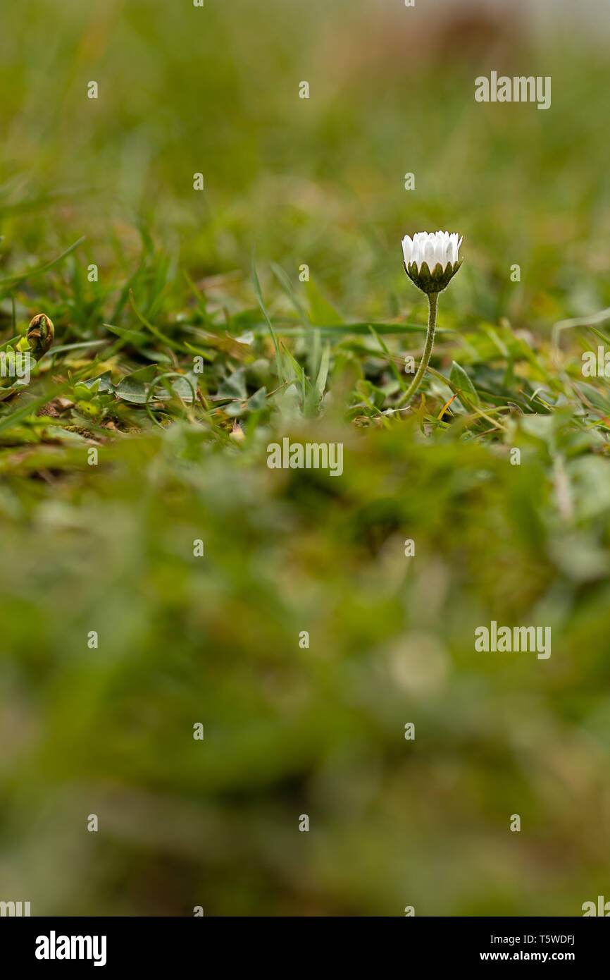 opening blossom of a bellis perennis common daisy goose flower Stock ...