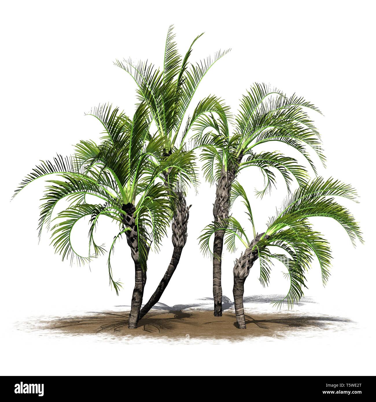 several different Curly palm trees on a sand area - isolated on white ...