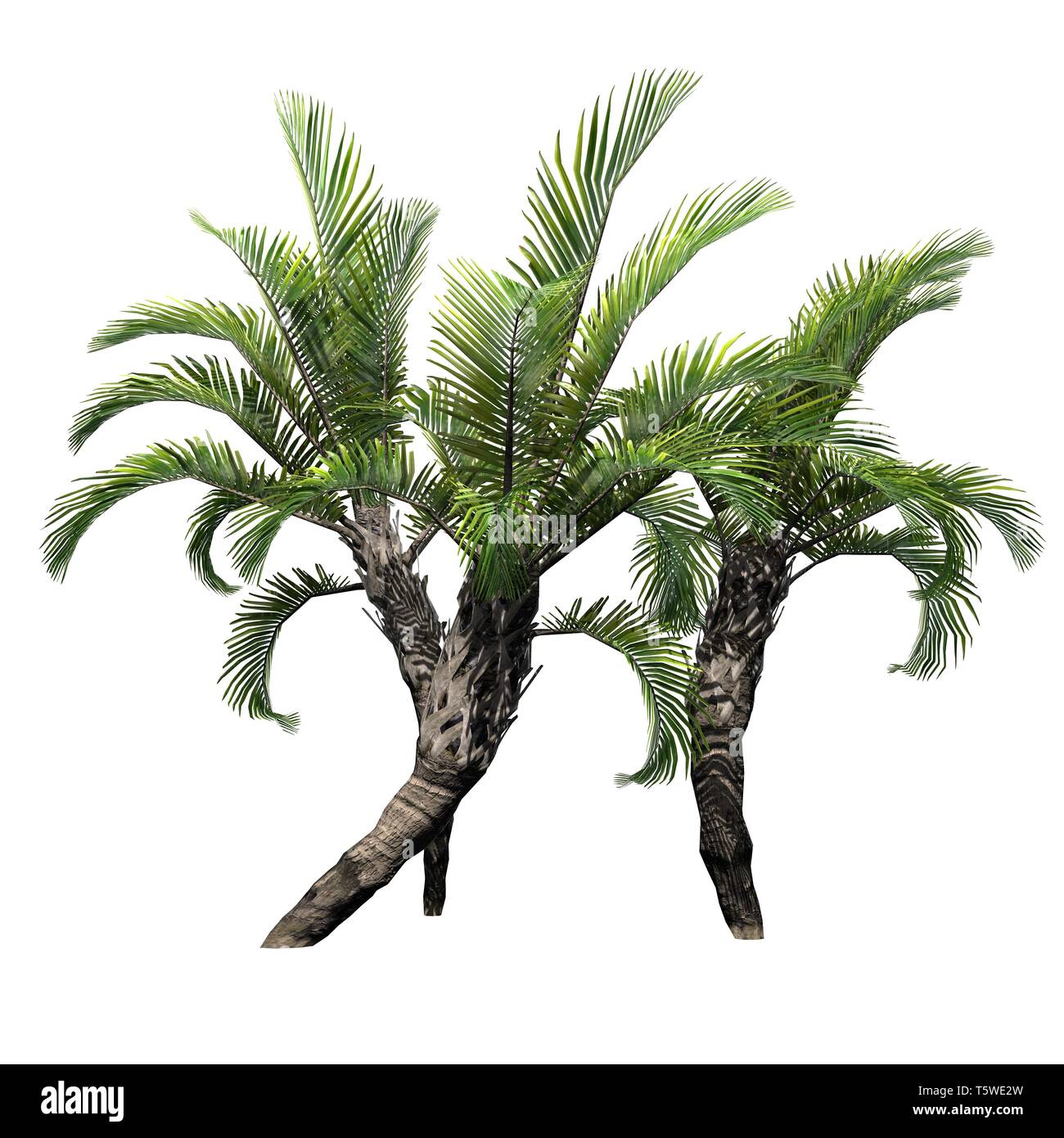several different Curly palm trees - isolated on white background Stock ...