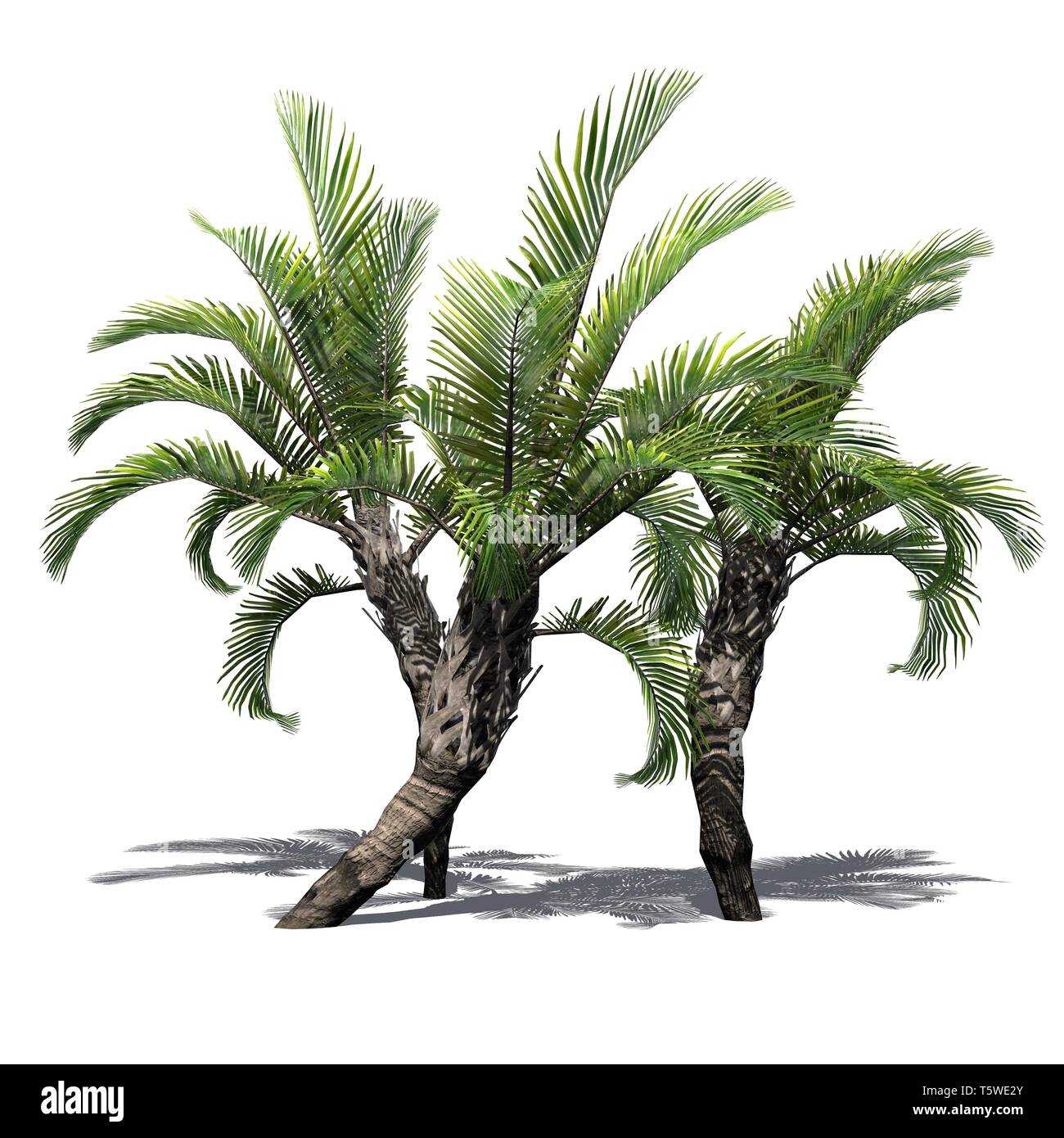 several Curly palms with shadow on the floor - isolated on white ...