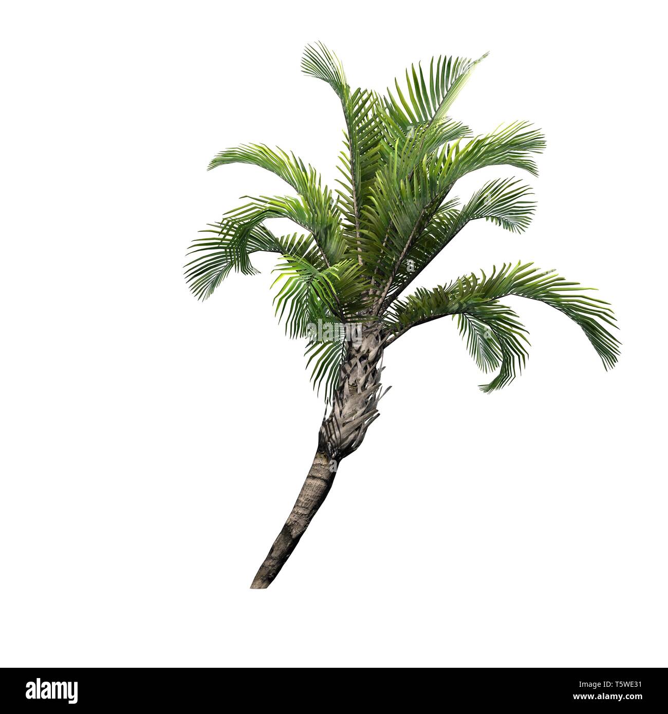 a single Curly palm - isolated on white background Stock Photo - Alamy
