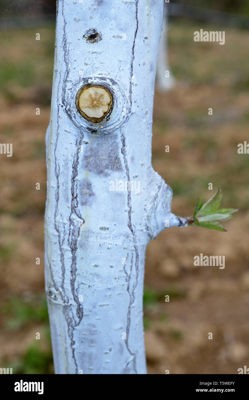 Cherry trees in march treated with Bordeaux mixture to combat mildew ...