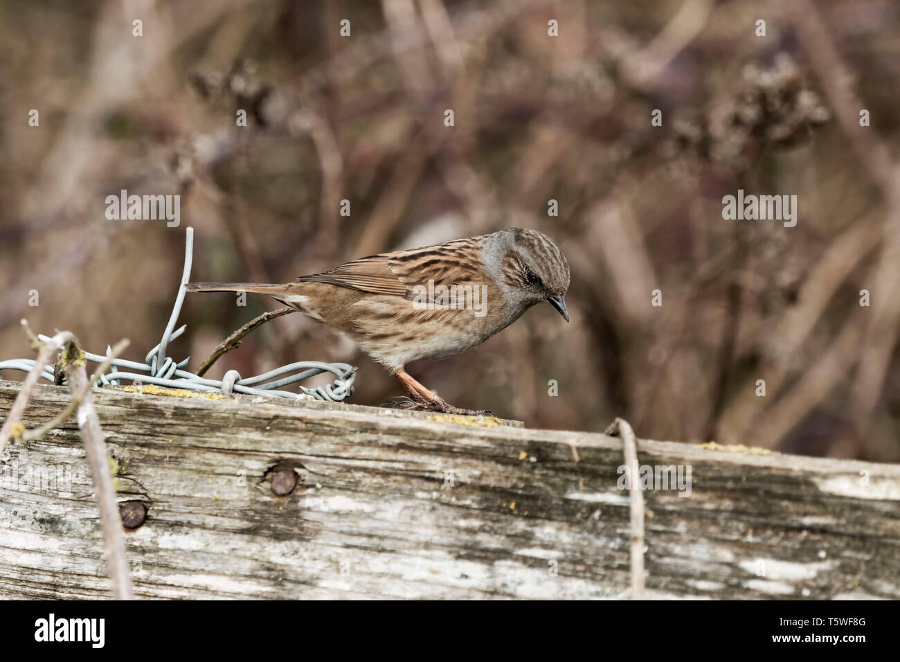 Dunnock (Hedge Sparrow) Prunella modularis Stock Photo - Alamy