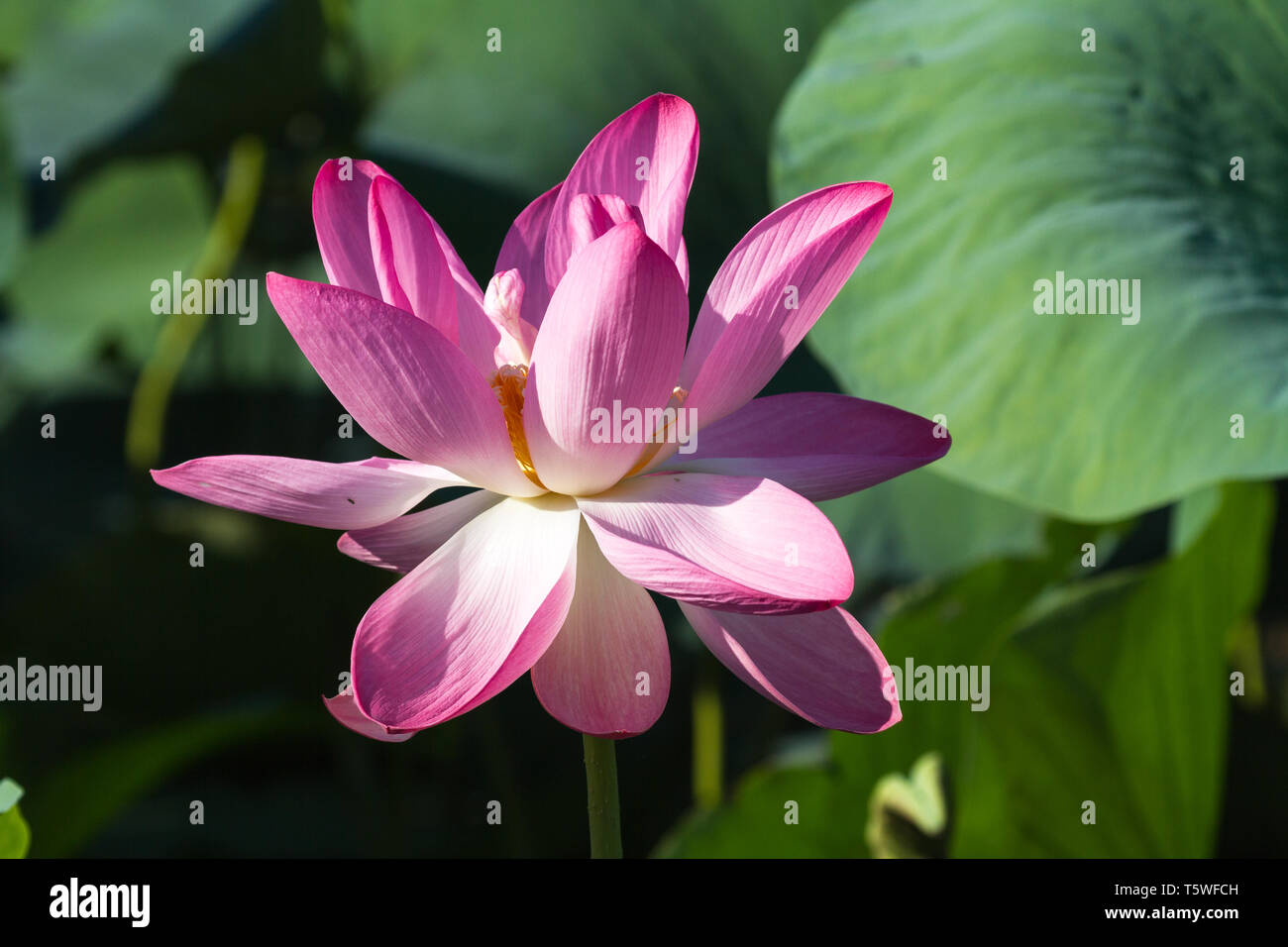 Large lotus flower. Pink miracle. Volga Delta. Russia Stock Photo - Alamy